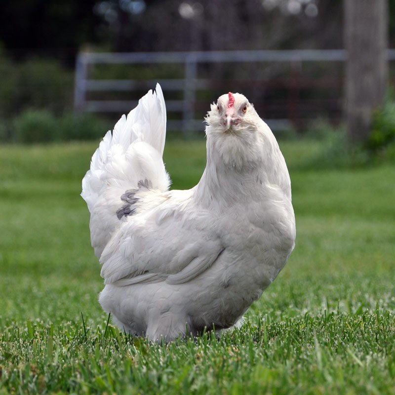 Choosing Ideal Chicken Breeds for Our Flock - Frugal Urban Homesteader